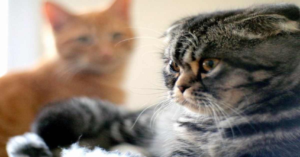 Saiba por que os gatos 'gritam' em cima do telhado durante o acasalamento