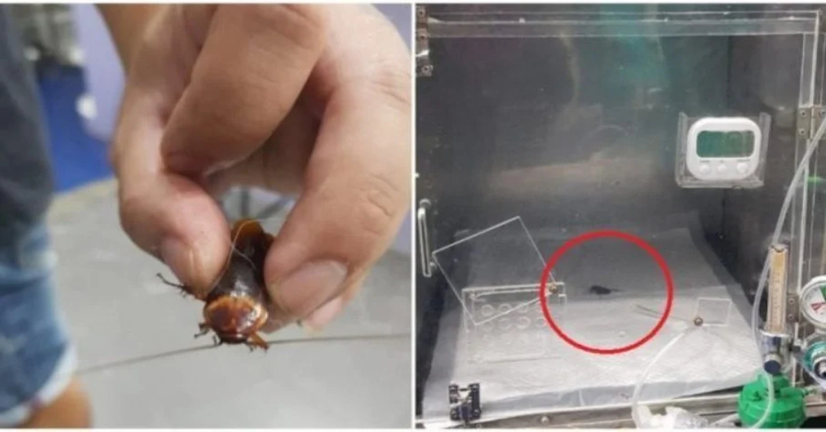 Barata pisoteada em calçada é levada para emergência de hospital ...